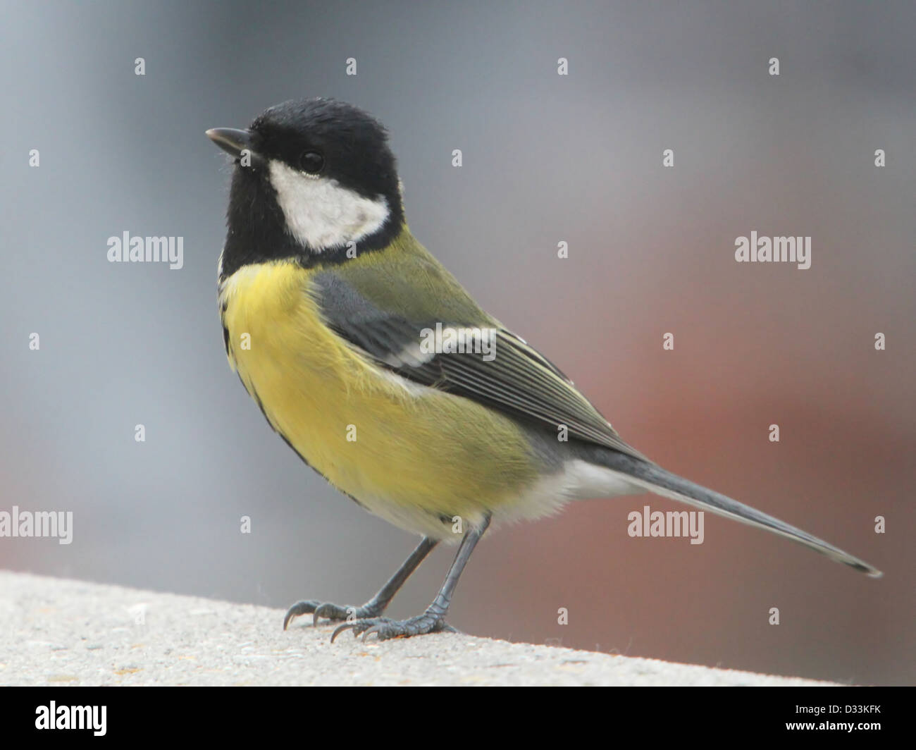 Female European Great Tit (Parus major) posing Stock Photo - Alamy