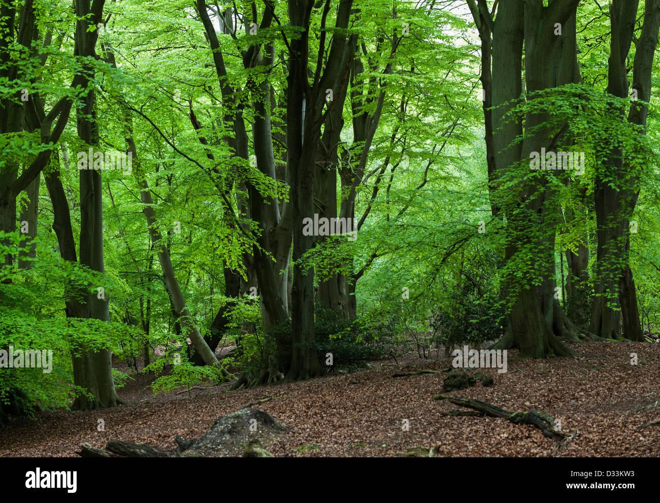 Epping Forest, England, UK Stock Photo - Alamy
