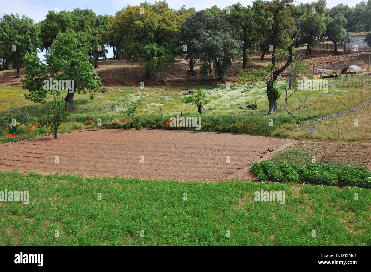 Encina trees hi-res stock photography and images - Alamy