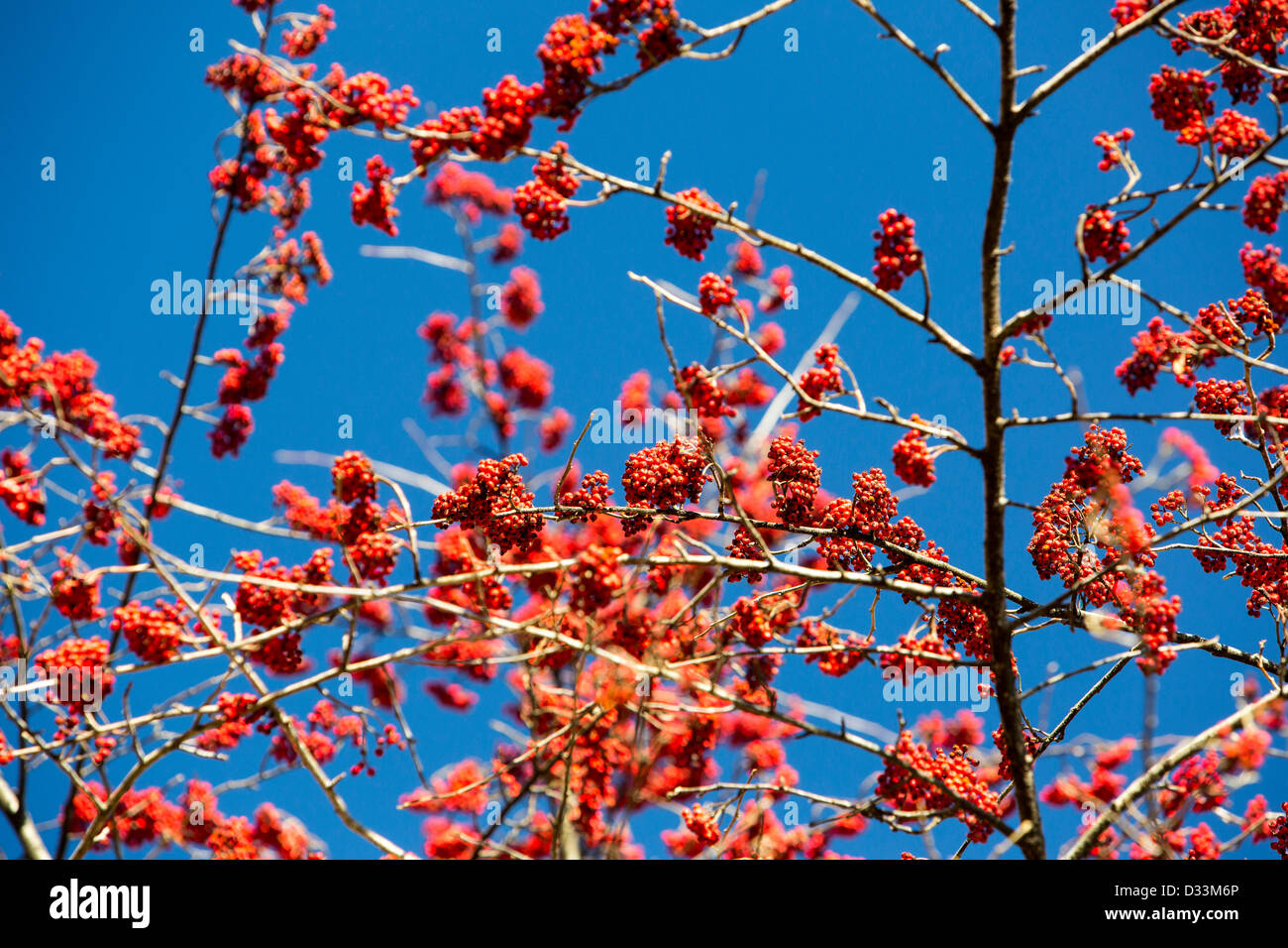 Nepal tree hi-res stock photography and images - Alamy