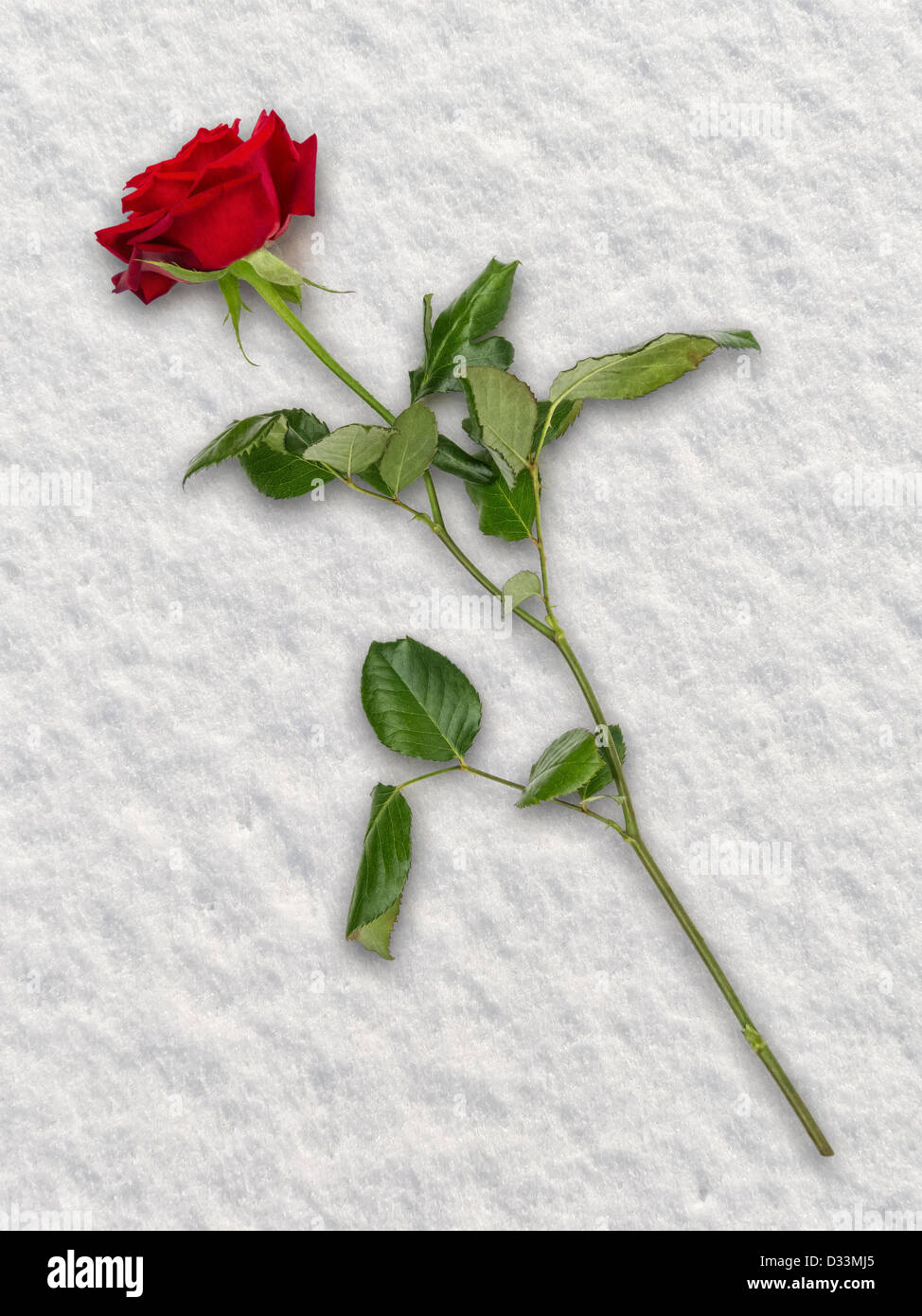 Rose in Snow Stock Photo - Alamy