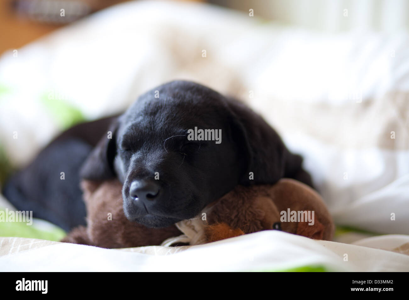 Sleepy Labrador puppy with teddy Stock Photo - Alamy