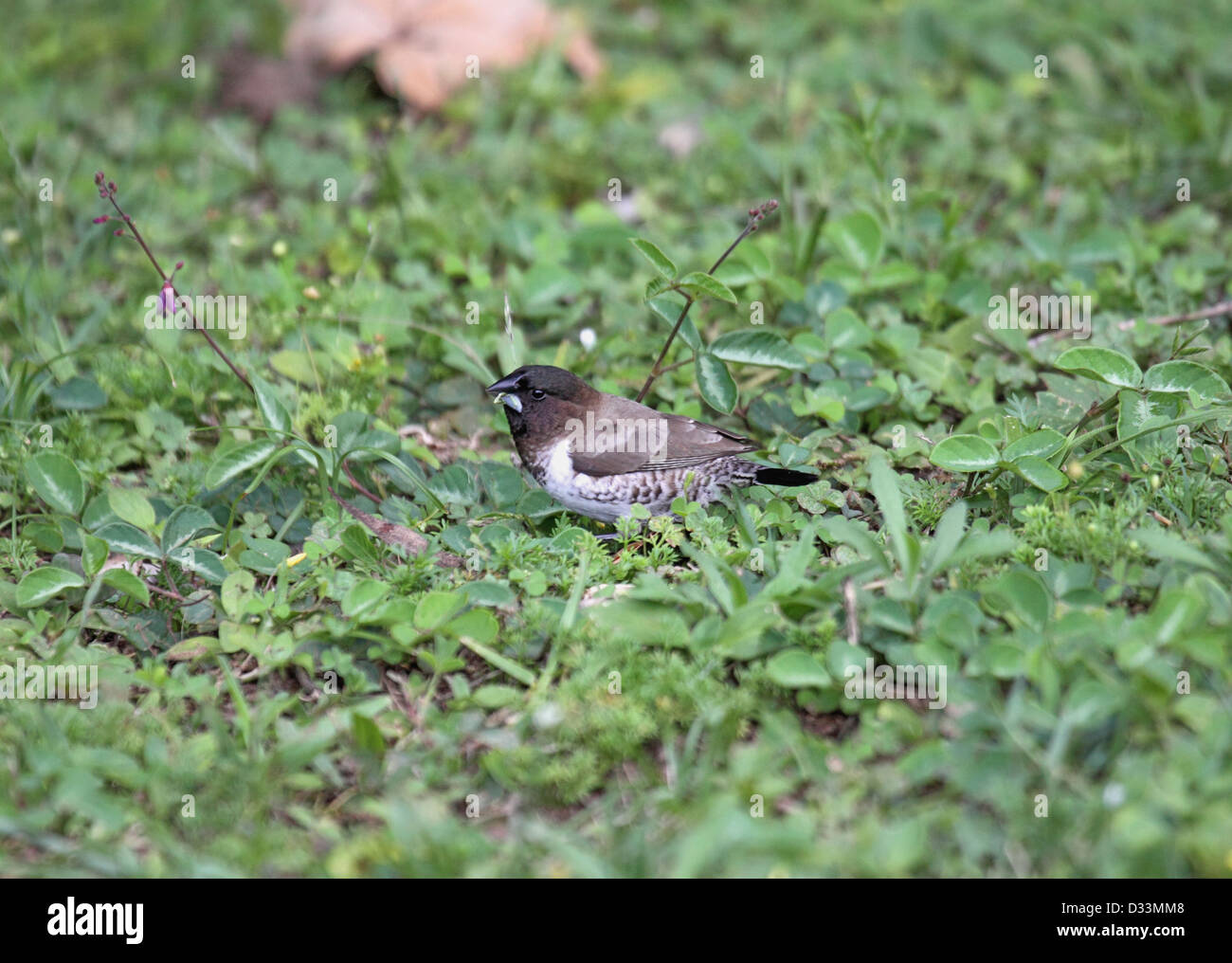 Bronze mannikin foraging amongst short vegetation in South Africa Stock ...