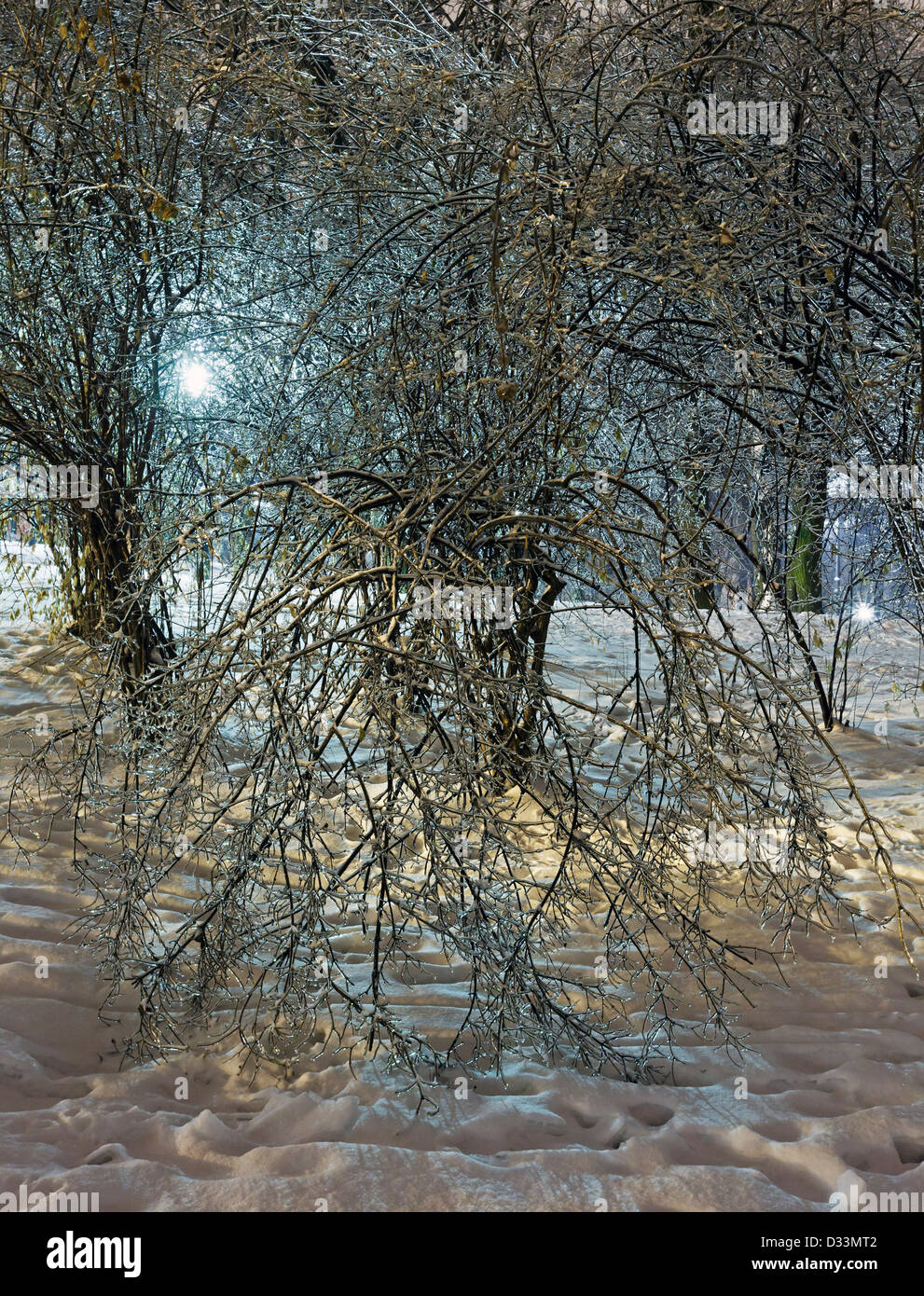 Ice-covered trees in night city park Stock Photo - Alamy