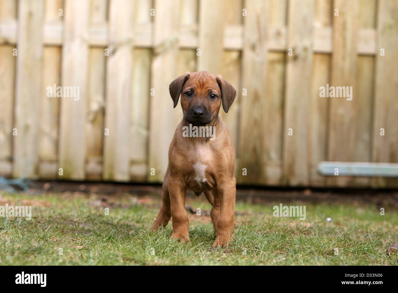 Dog Rhodesian Ridgeback / African Lion Hound puppy standing in a garden ...