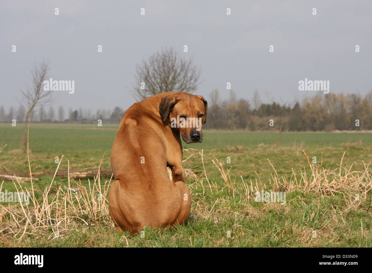 Dog Rhodesian Ridgeback / African Lion Hound adult sitting / The ridge ...