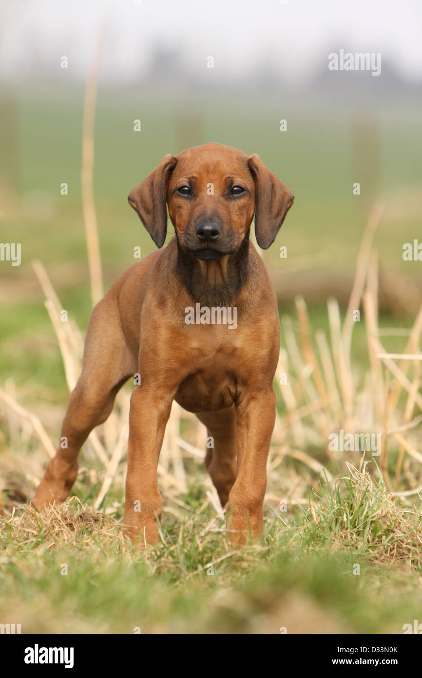 Dog Rhodesian Ridgeback / African Lion Hound puppy standing in a meadow ...
