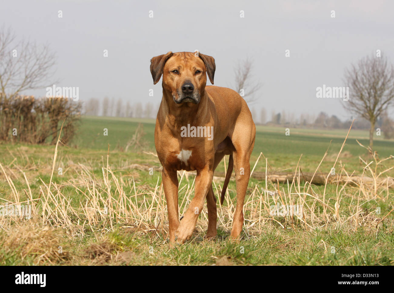 Dog Rhodesian Ridgeback / African Lion Hound adult standing in a meadow ...