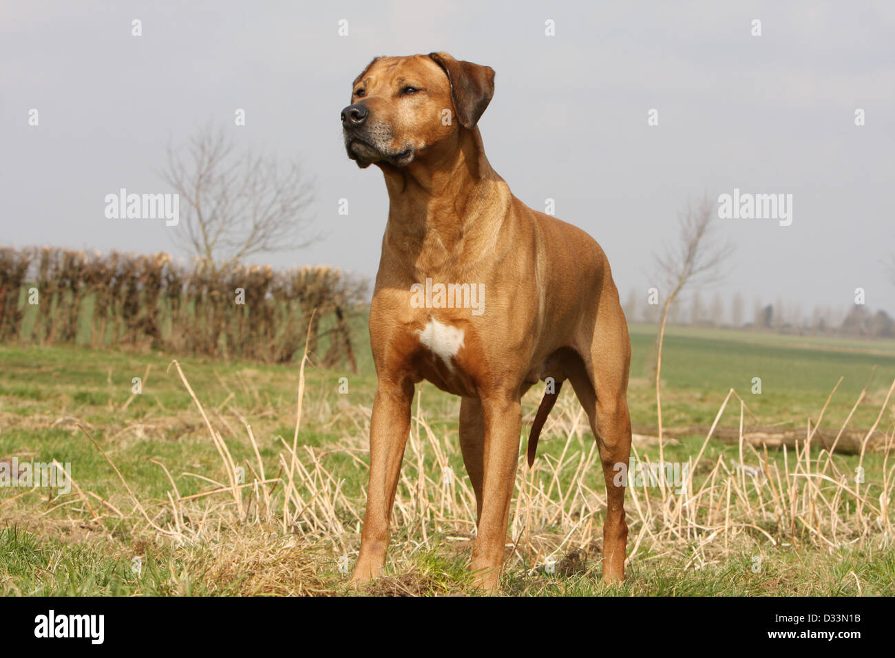 Rhodesian ridgebacks lion hi-res stock photography and images - Alamy