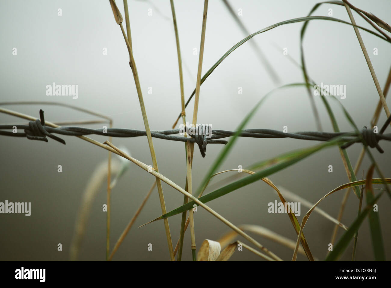 Barbed grass hi-res stock photography and images - Alamy