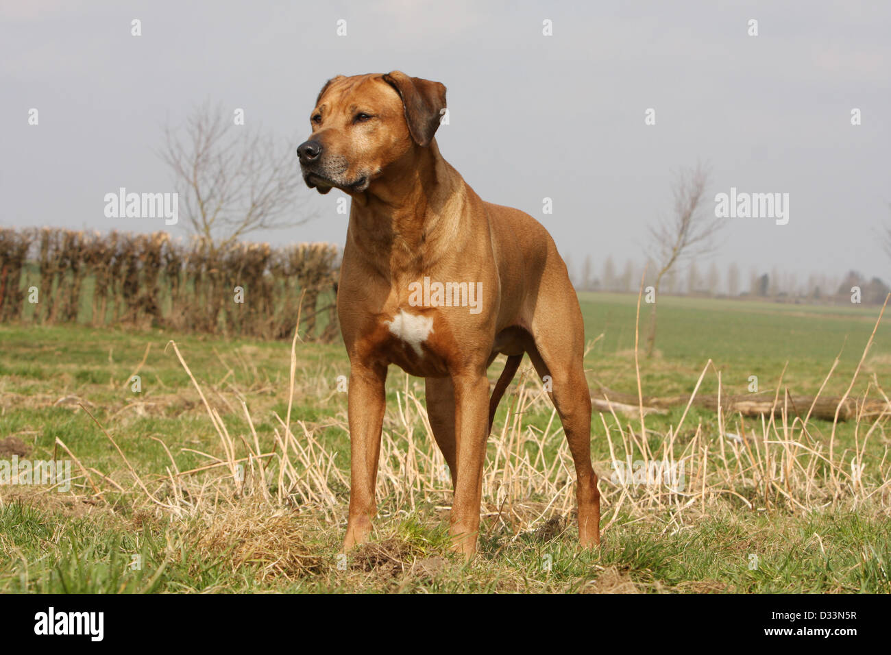 Dog Rhodesian Ridgeback / African Lion Hound adult standing in a meadow ...