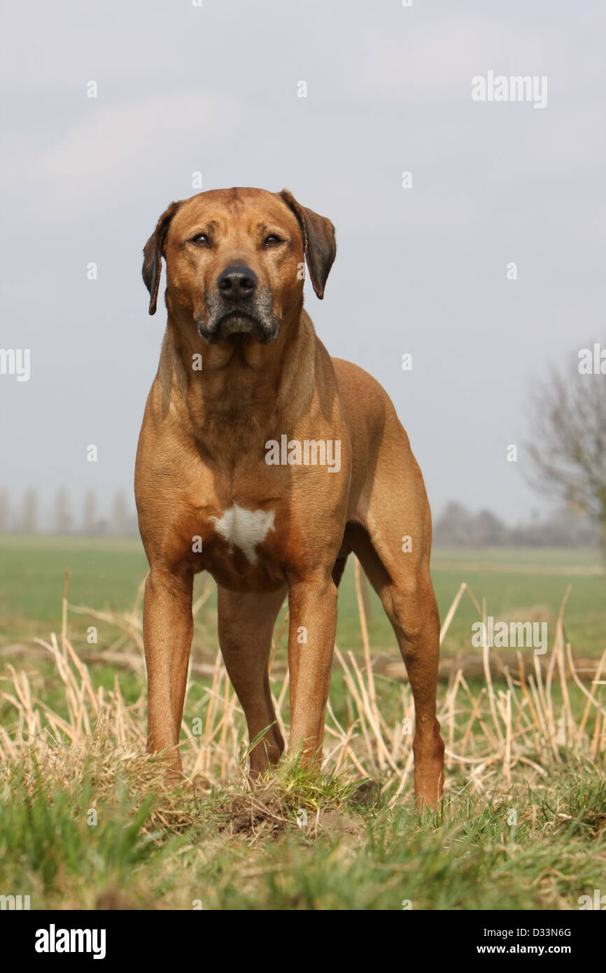 African lion hound hi-res stock photography and images - Alamy