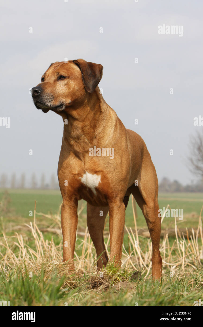 Rhodesian Ridgeback Dog Lion