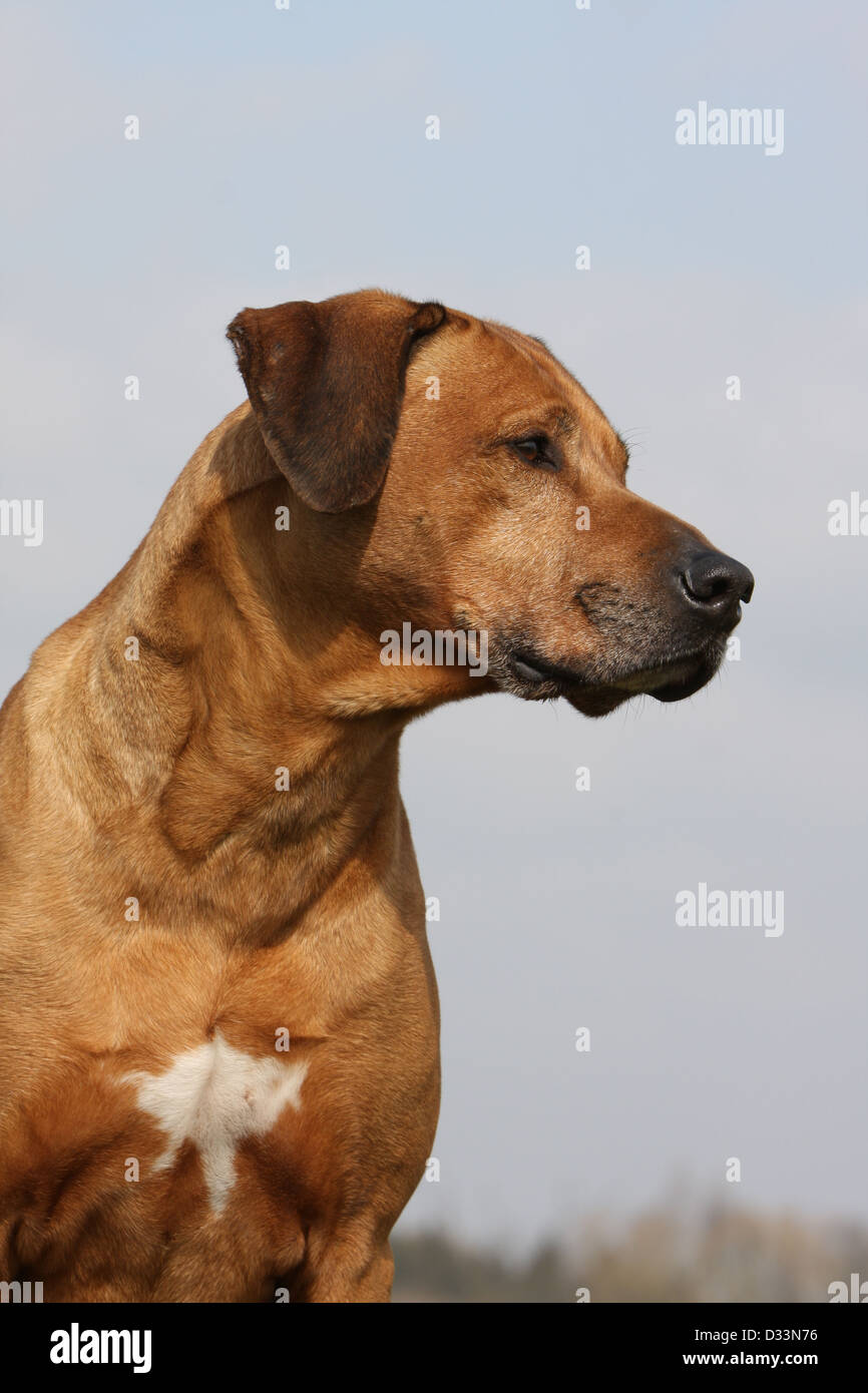 African hound dog hi-res stock photography and images - Alamy