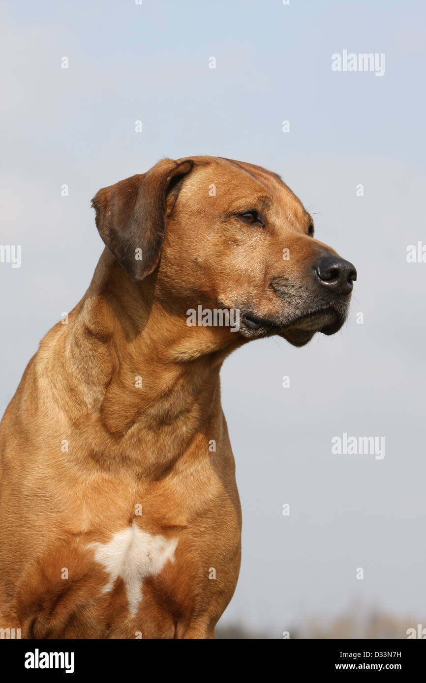 Dog Rhodesian Ridgeback / African Lion Hound adult portrait Stock Photo ...