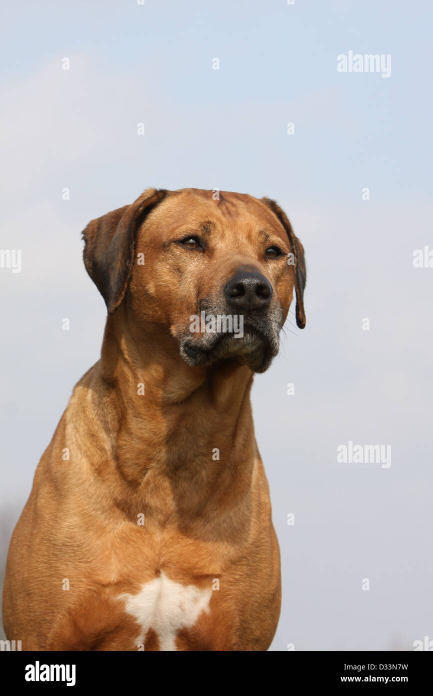 Rhodesian ridgeback face hi-res stock photography and images - Alamy