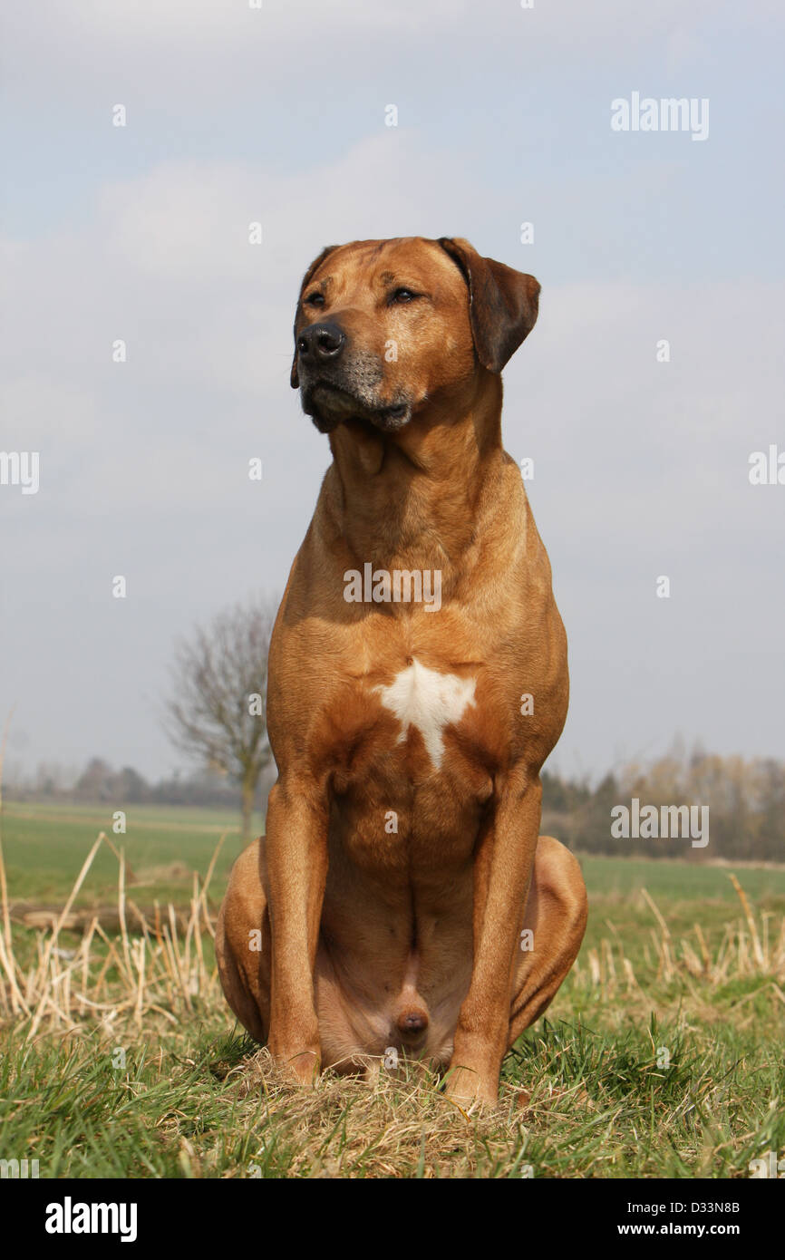 Dog Rhodesian Ridgeback / African Lion Hound adult sitting in a meadow ...