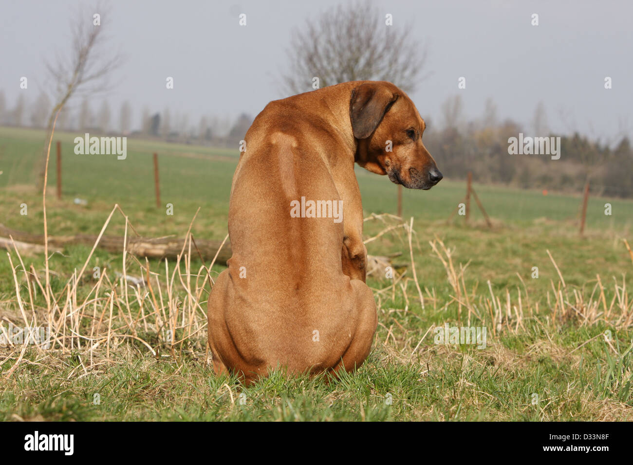 Dog Rhodesian Ridgeback / African Lion Hound adult sitting / The ridge ...