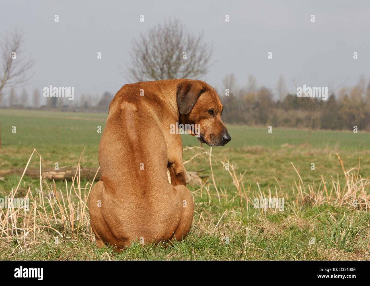 Dog Rhodesian Ridgeback / African Lion Hound adult sitting / The ridge ...
