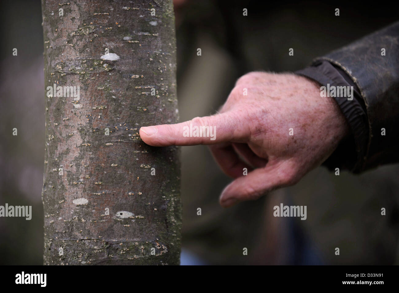 A gardener holds an apple tree trunk during a demonstration of pruning ...