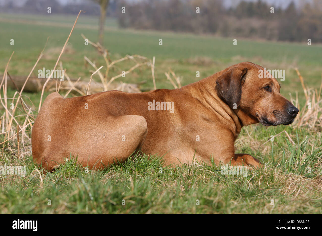Dog Rhodesian Ridgeback / African Lion Hound adult lying in a meadow ...