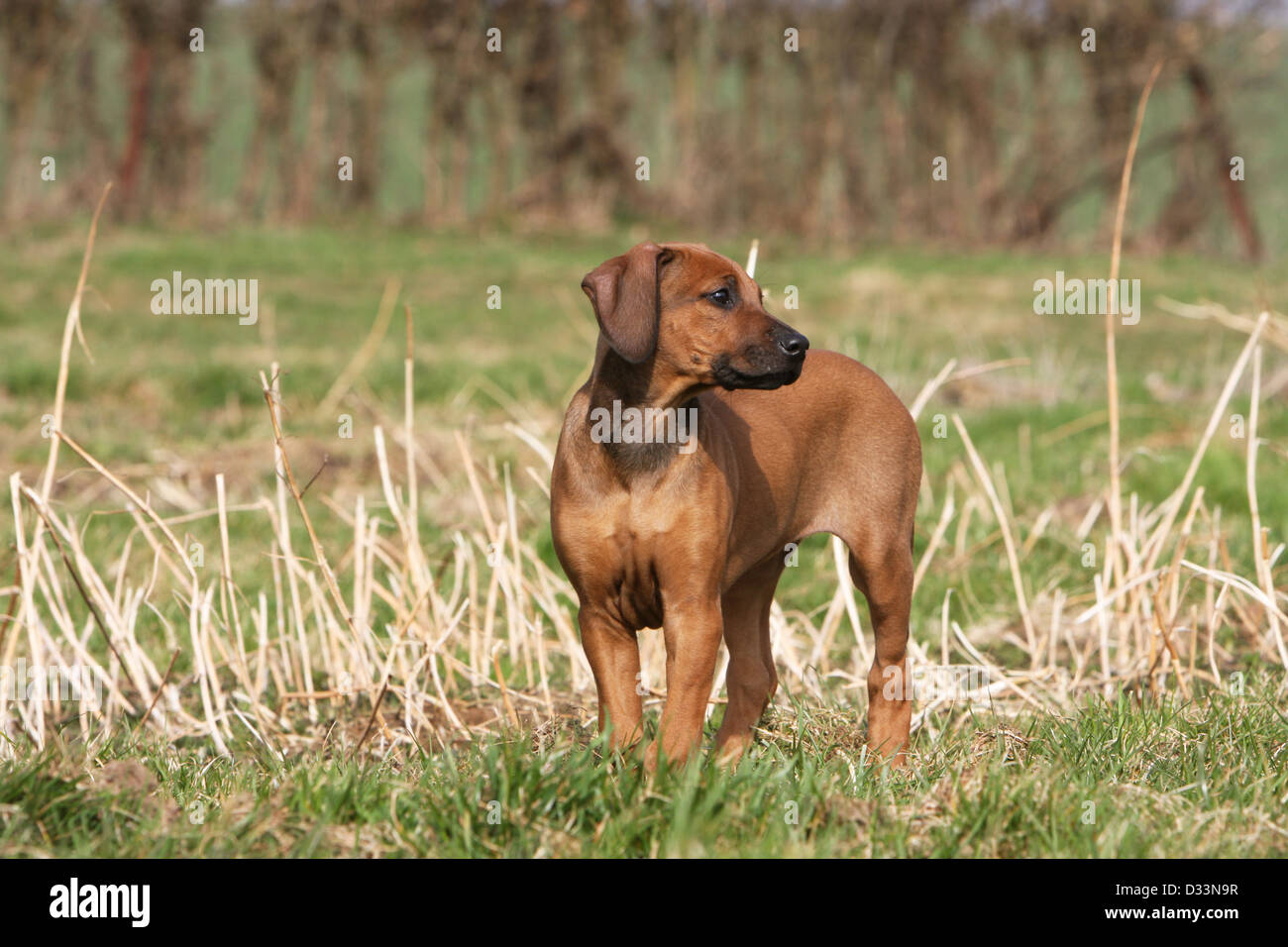 Dog Rhodesian Ridgeback / African Lion Hound puppy standing in a meadow ...