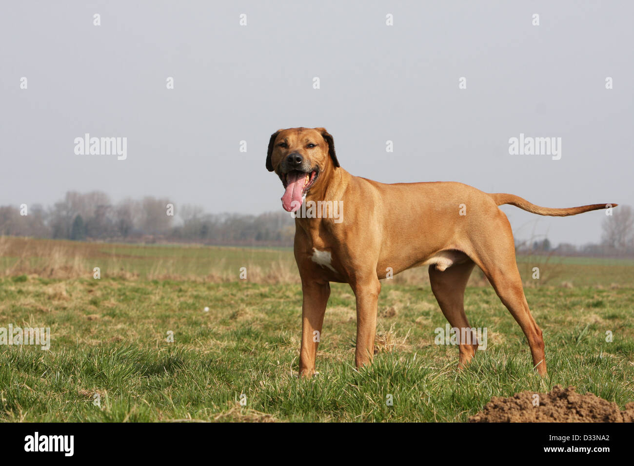 Dog Rhodesian Ridgeback / African Lion Hound adult standing in a meadow ...