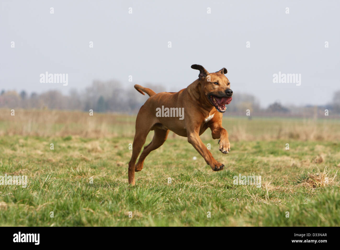 Dog Rhodesian Ridgeback / African Lion Hound adult running in a meadow ...