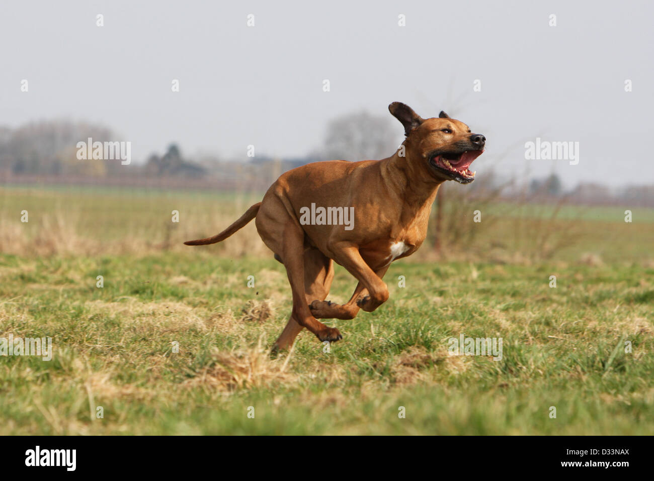 Breeding Rhodesian Ridgeback High Resolution Stock Photography and ...