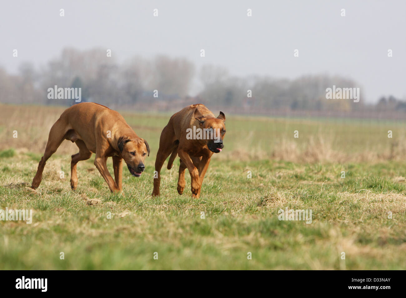 Dog Rhodesian Ridgeback / African Lion Hound two adults running in a ...