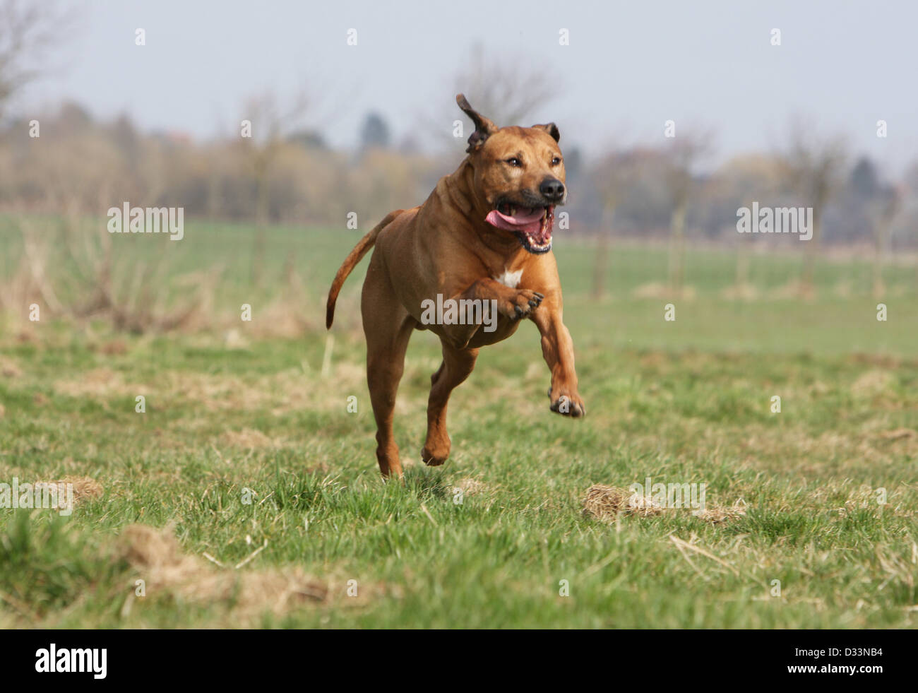 Dog Rhodesian Ridgeback / African Lion Hound adult running in a meadow ...