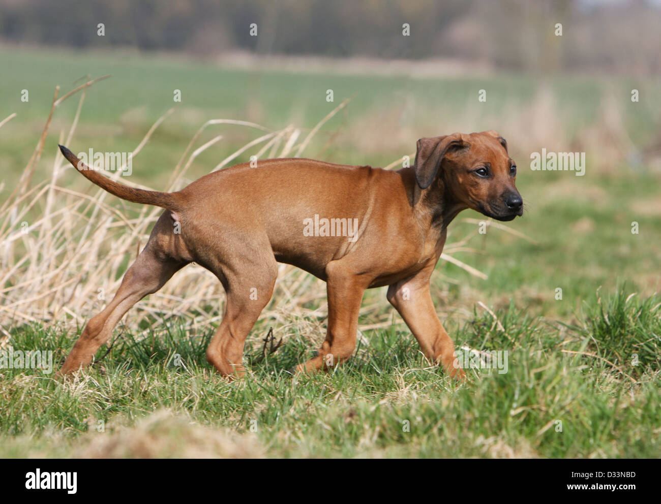Dog Rhodesian Ridgeback / African Lion Hound puppy running in a meadow ...