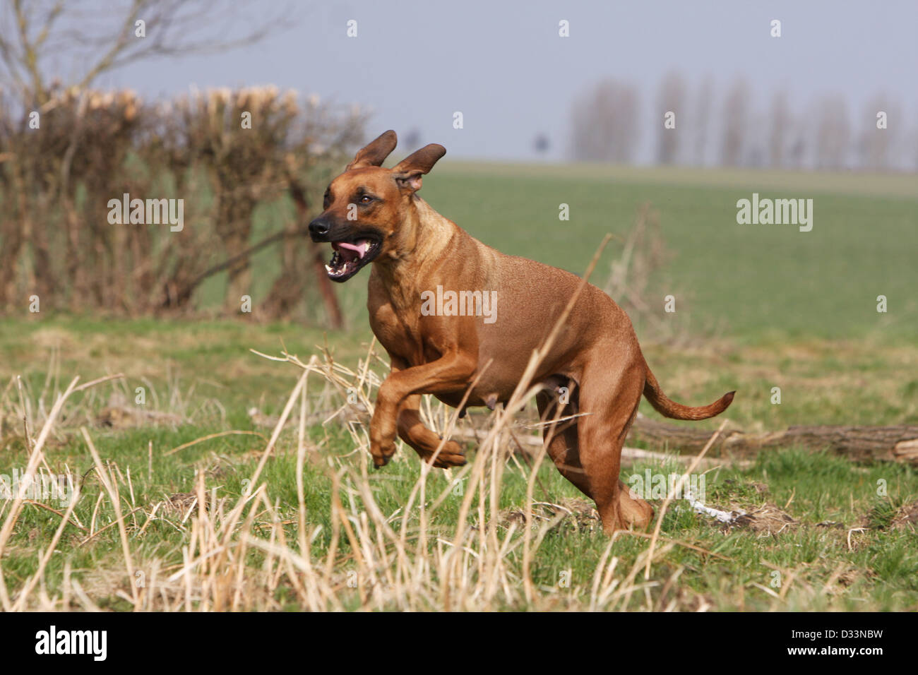 Dog Rhodesian Ridgeback / African Lion Hound adult running in a meadow ...