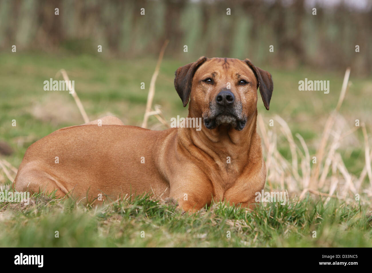 Rhodesian Ridgeback Rottweiler Mix Puppies