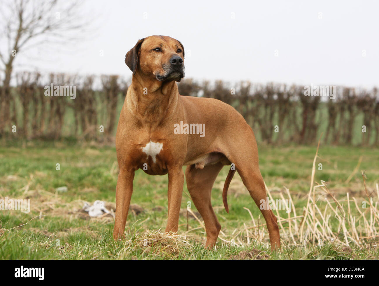 Dog Rhodesian Ridgeback / African Lion Hound adult standing in a meadow ...