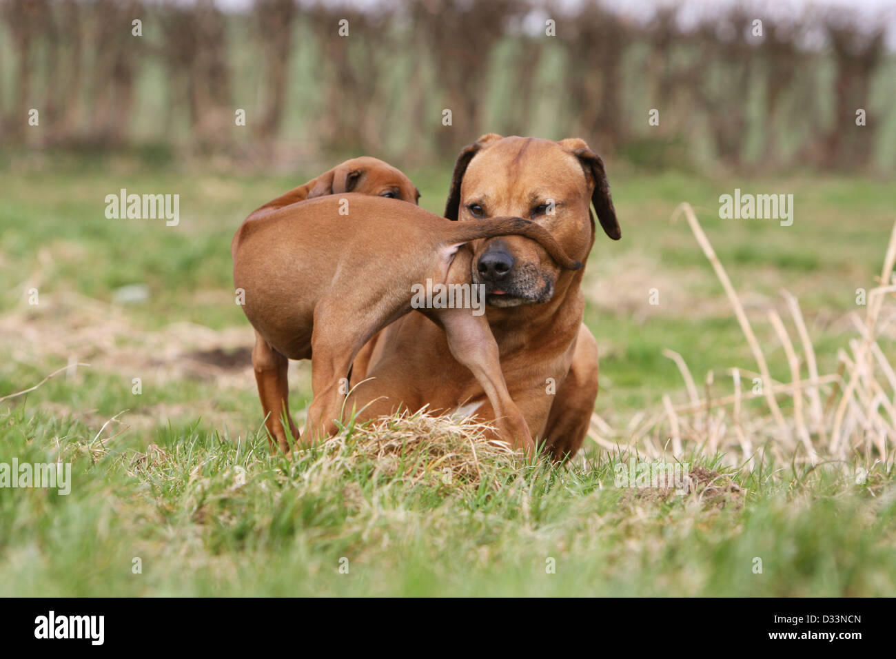 Dog Rhodesian Ridgeback / African Lion Hound adult and puppy in a ...