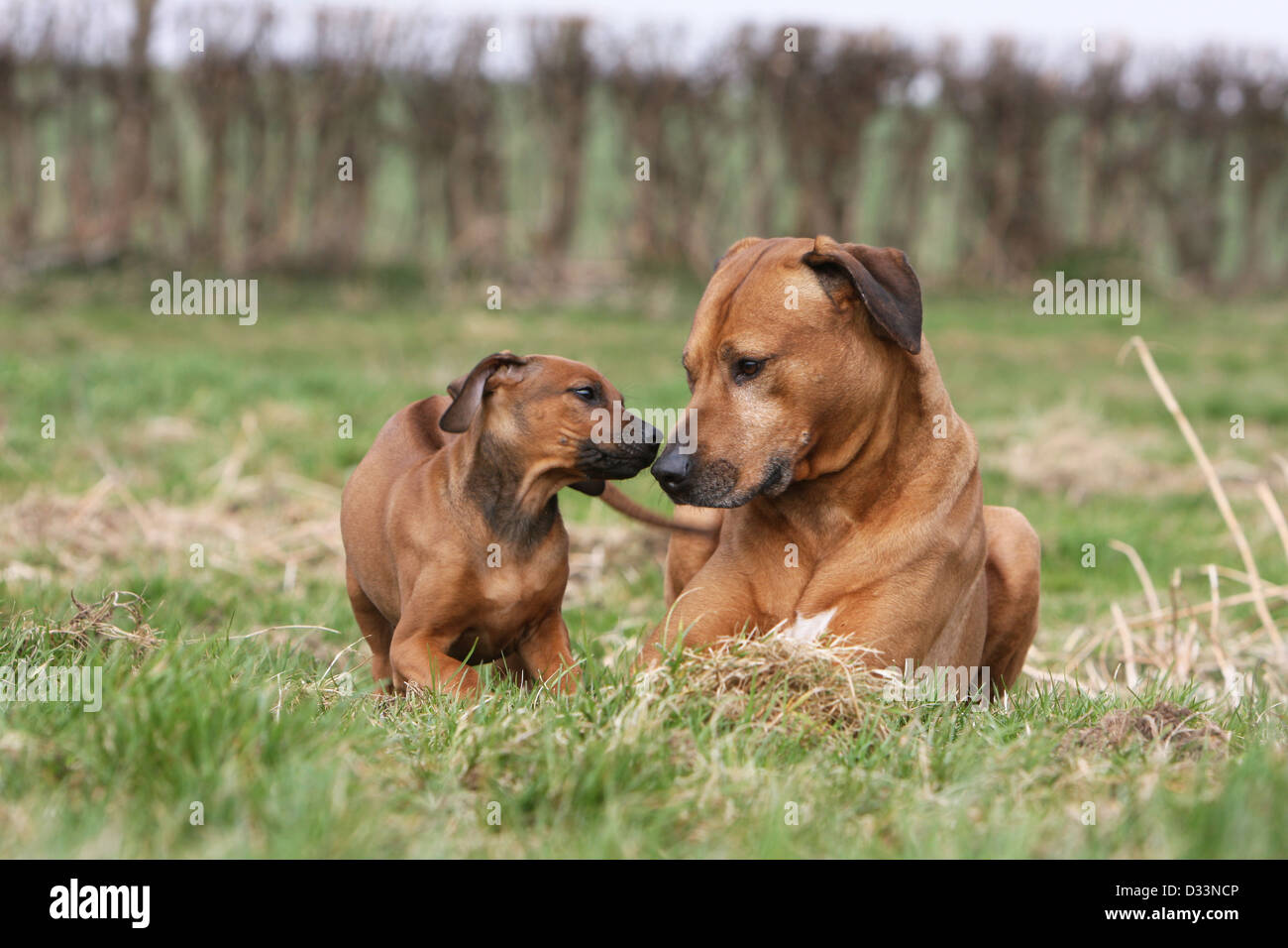 Dog Rhodesian Ridgeback / African Lion Hound adult and puppy in a ...