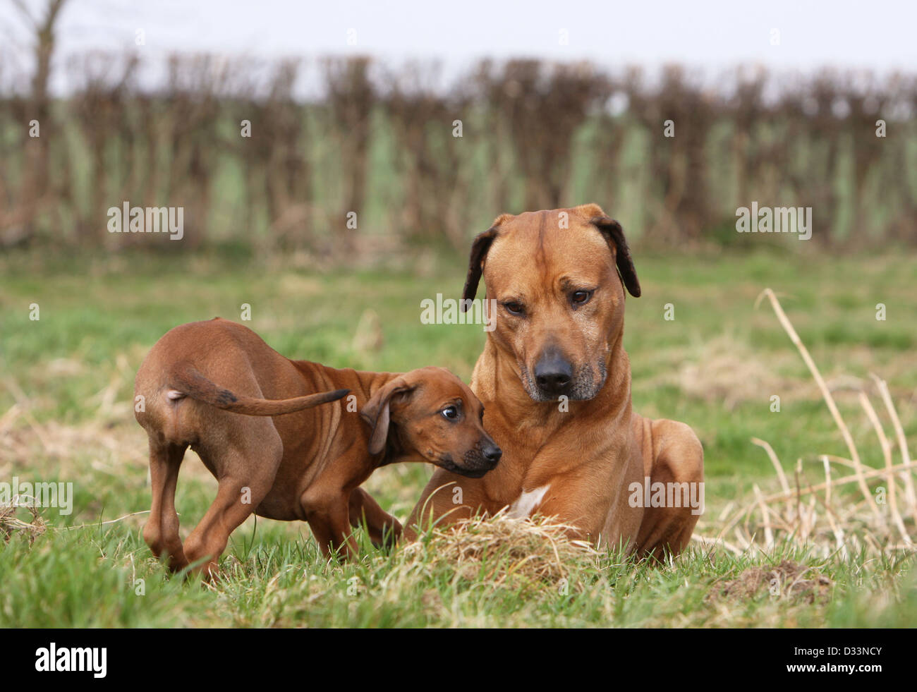 Dog Rhodesian Ridgeback / African Lion Hound adult and puppy in a ...