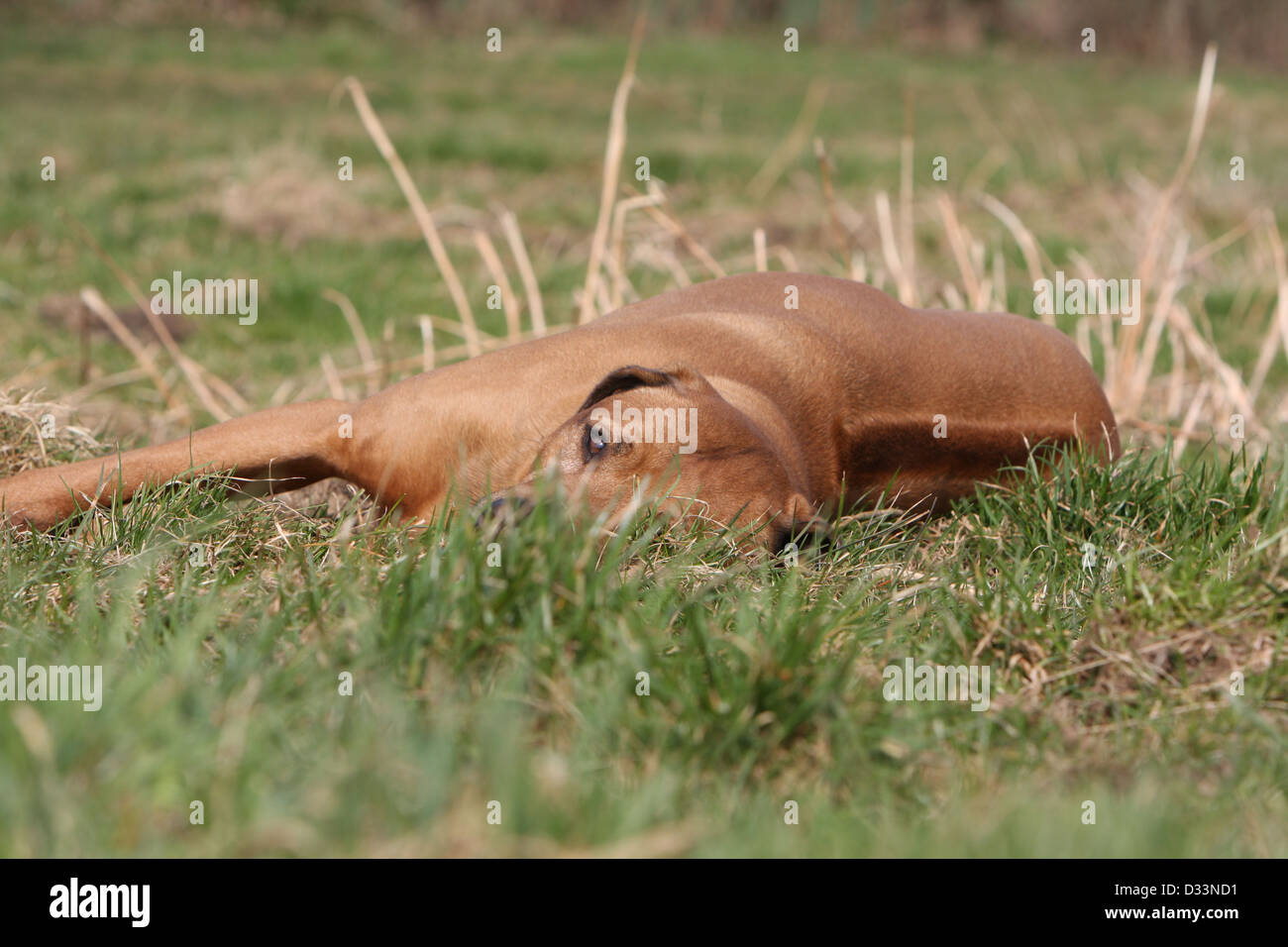 Dog Rhodesian Ridgeback / African Lion Hound adult lying in a meadow ...