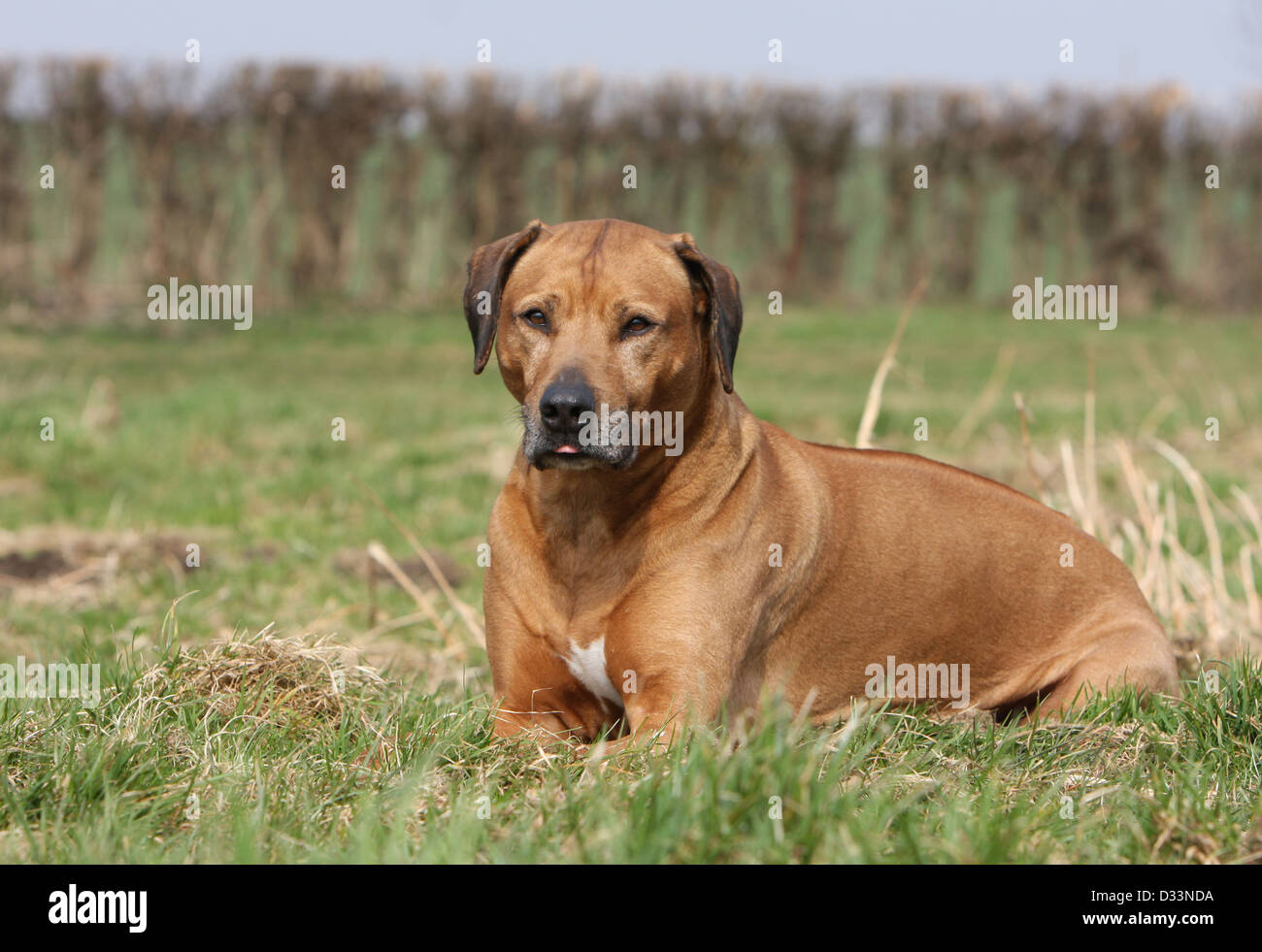 Dog Rhodesian Ridgeback / African Lion Hound adult lying in a meadow ...
