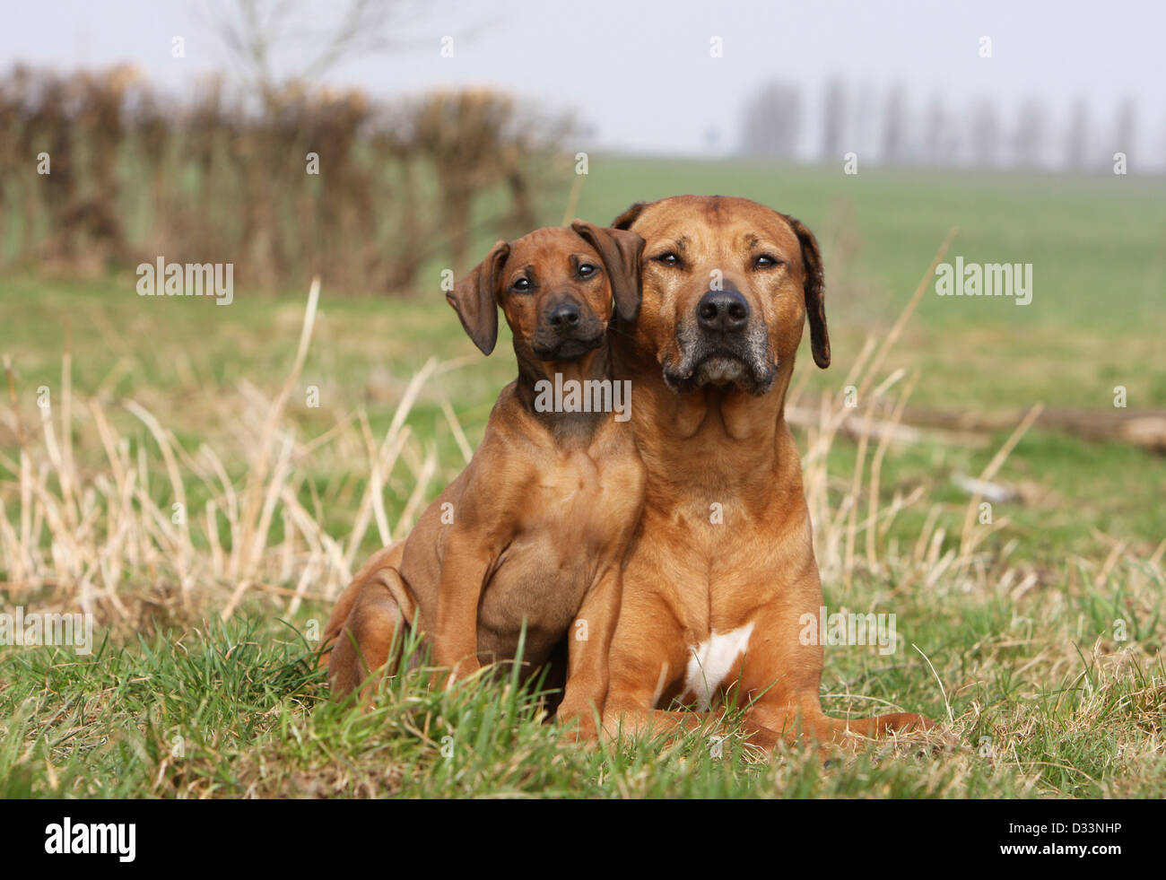 Dog Rhodesian Ridgeback / African Lion Hound adult and puppy in a ...