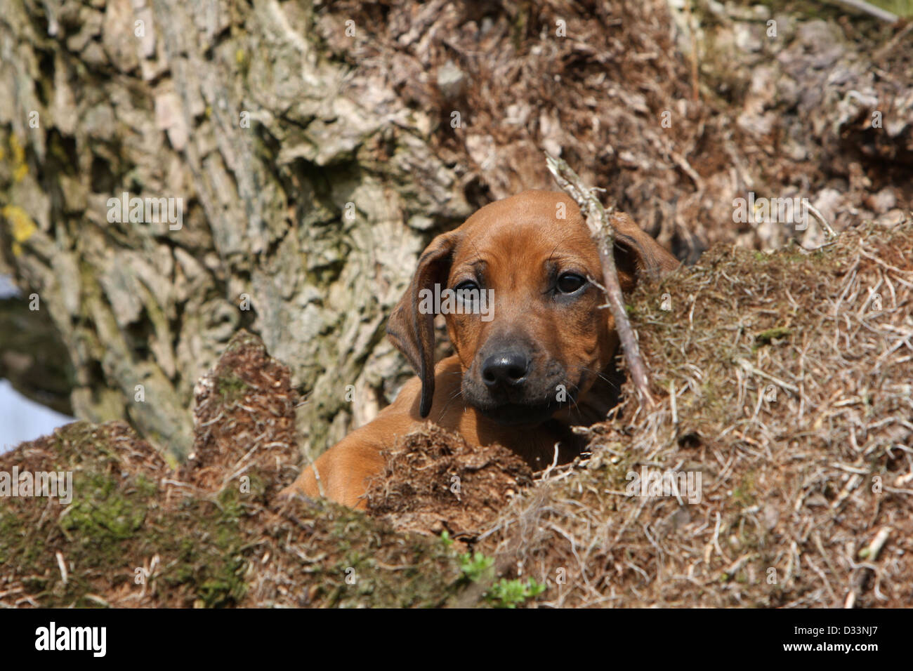 Dog Rhodesian Ridgeback / African Lion Hound puppy lying in a tree ...