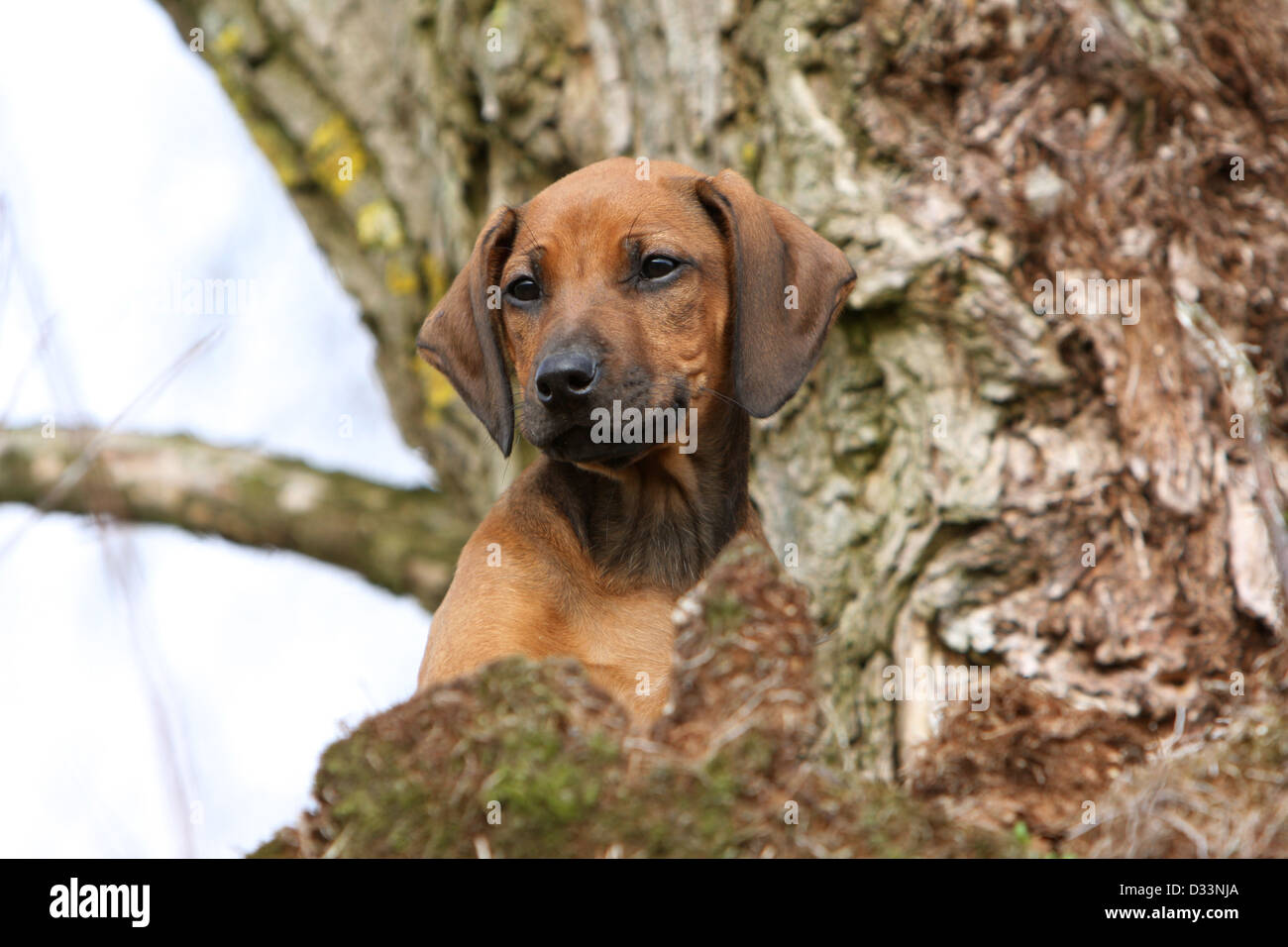 Dog Rhodesian Ridgeback / African Lion Hound puppy sitting in a tree ...