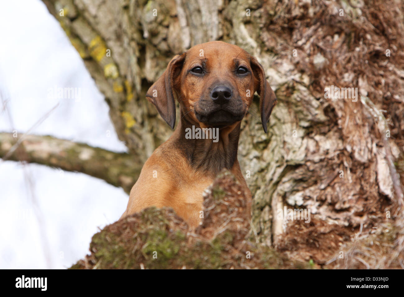 Dog Rhodesian Ridgeback / African Lion Hound puppy sitting in a tree ...