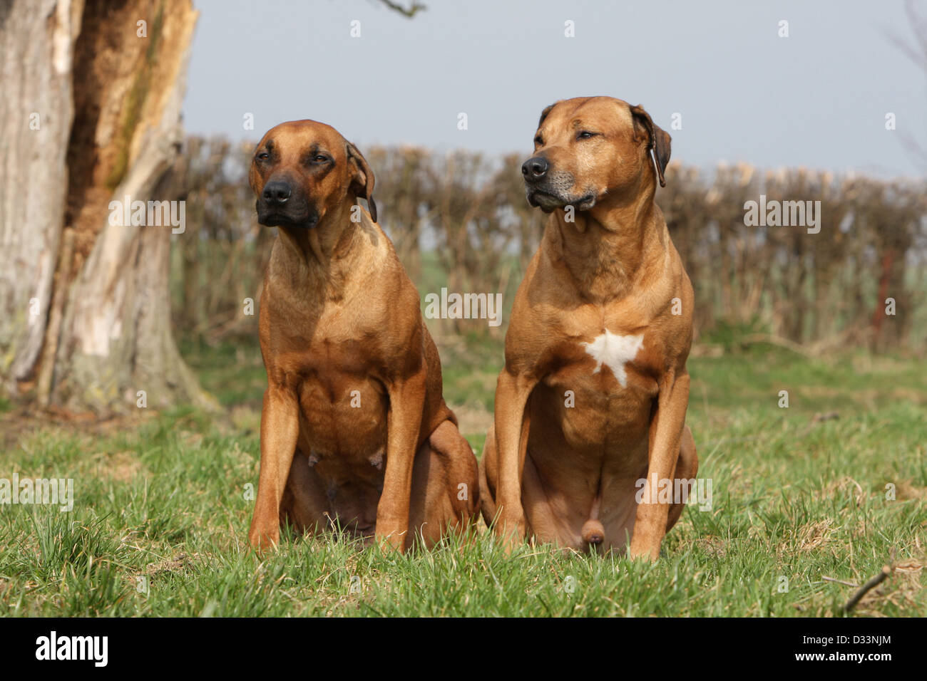 Rhodesian Ridgeback Vs Lion