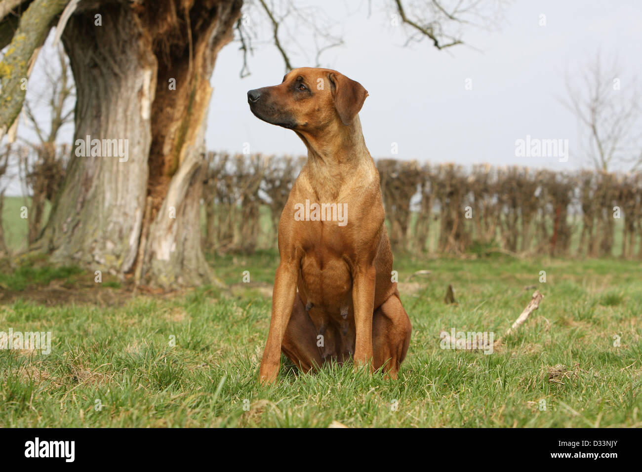 Dog Rhodesian Ridgeback / African Lion Hound adult sitting in a meadow ...
