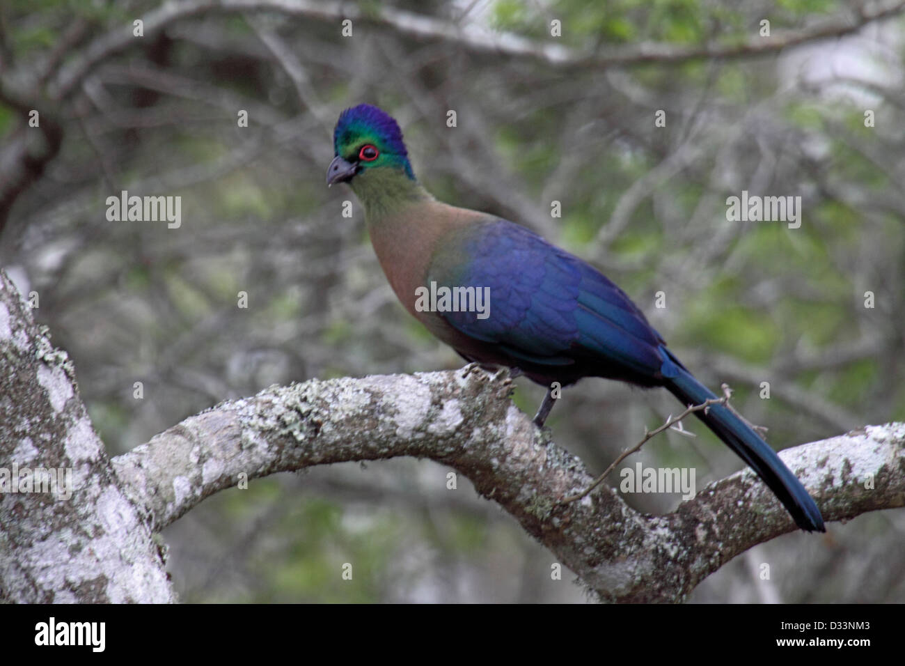 Purple crested turaco hi-res stock photography and images - Alamy