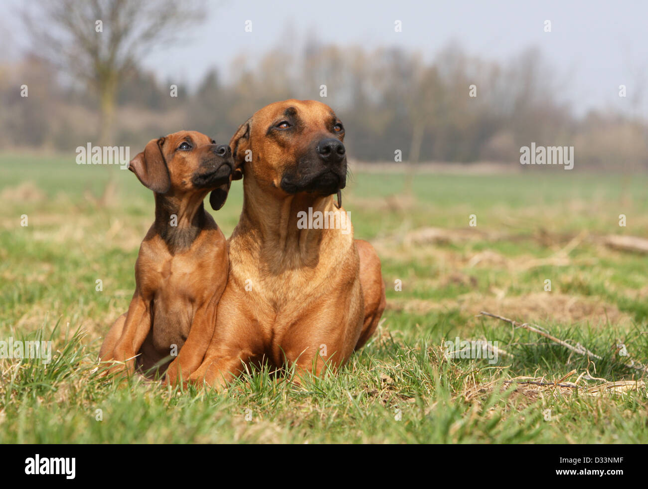 Dog Rhodesian Ridgeback / African Lion Hound adult and puppy in a ...