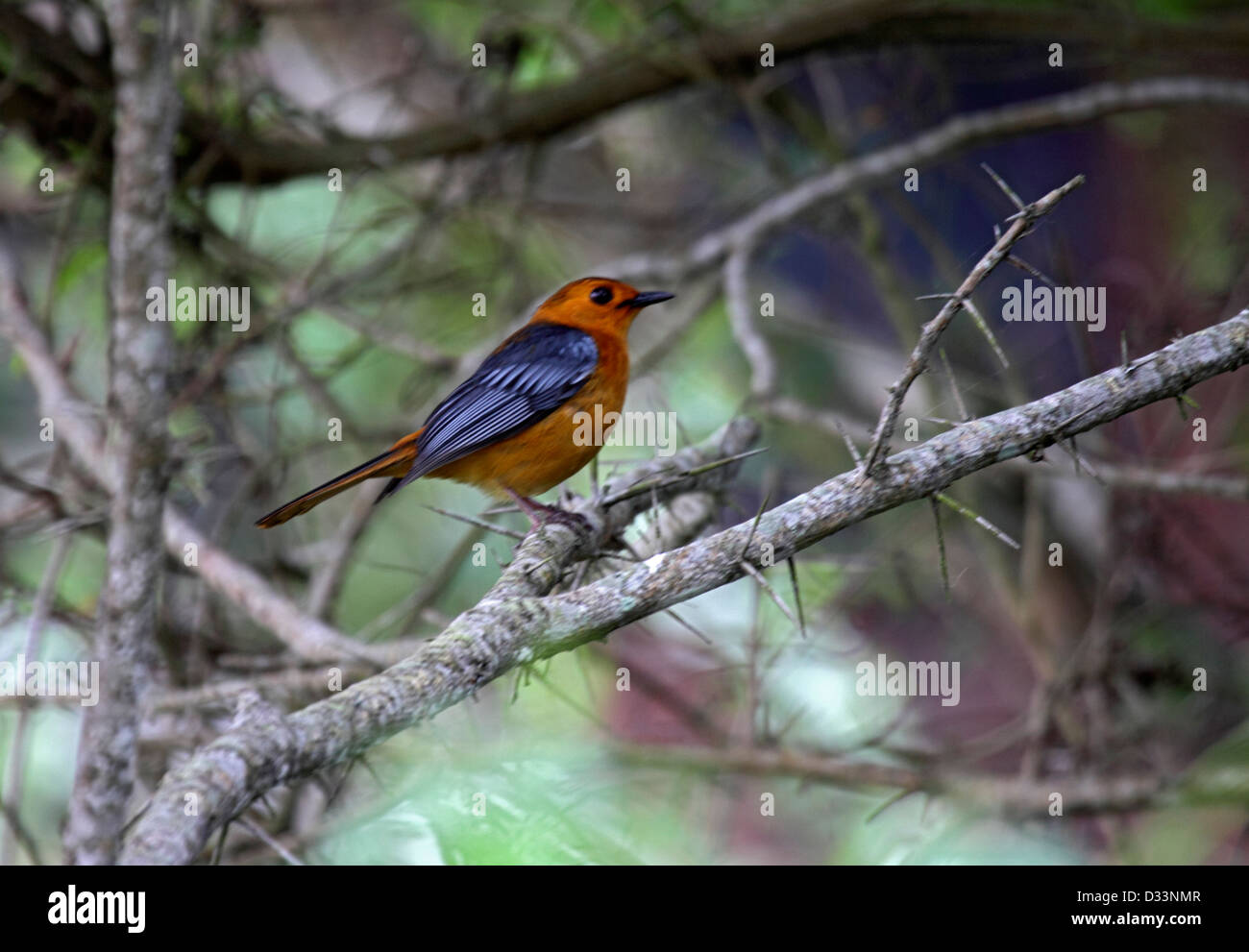 Red capped robin chat in South Africa Stock Photo - Alamy