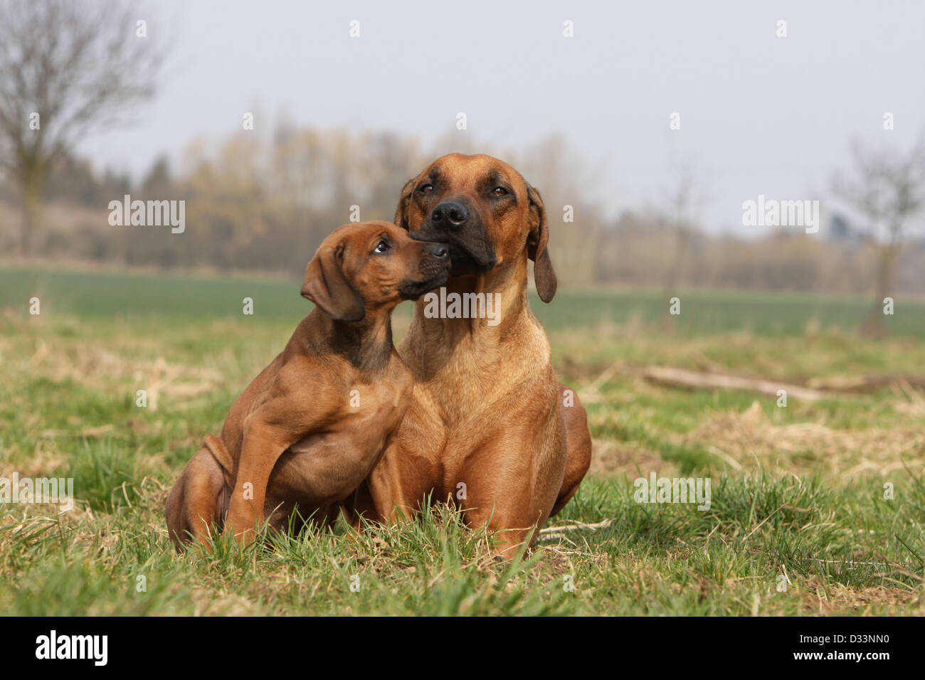 Dog Rhodesian Ridgeback / African Lion Hound adult and puppy in a ...